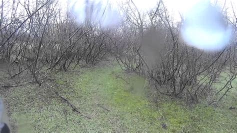 ბუჩქები Youtube