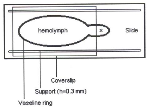 Microscopy Slide For Cell Activity Assay S Substance To Test Download Scientific Diagram