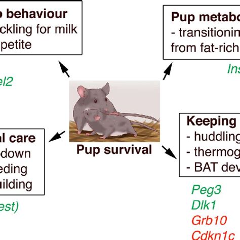 Surviving The Neonatal Nesting Period Requires Multiple Behavioural And