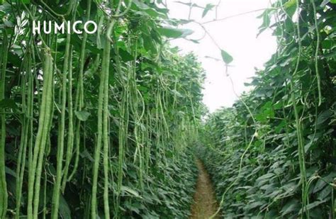 Copper Edta Fertilizer Maximizing Plant Health Humico