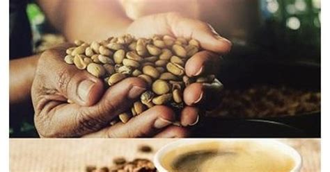 맥도날드 커피 열대우림동맹 인증 친환경 원두로 교체