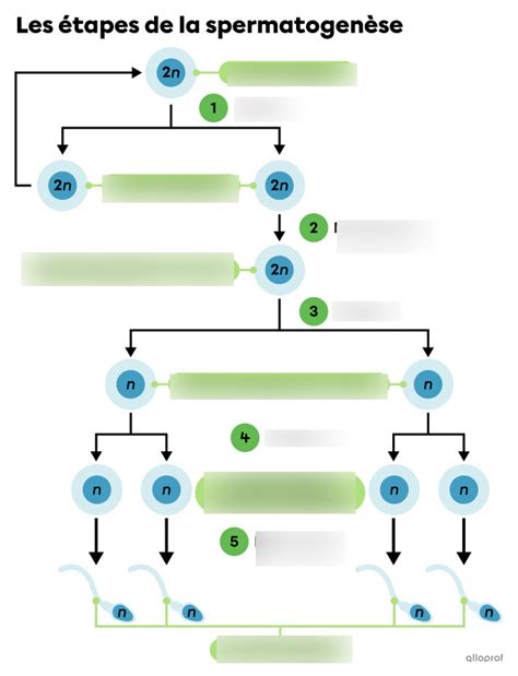 Schaubild „la Spermatogénèse“ Quizlet