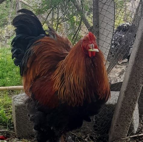 ფრინველი კახეთში