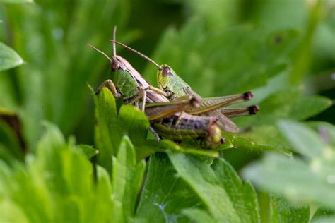 New Grasshopper Species From Central Texas Named In Honor Of Two Iconic
