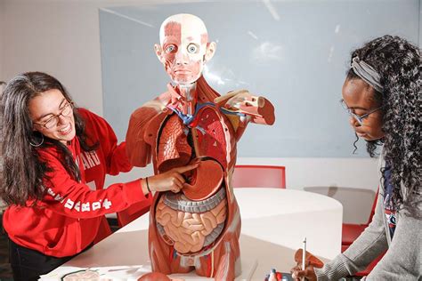 Anatomy And Physiology Learning Lab Florida Atlantic University