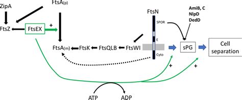 Roles Of FtsEX In Cell Division Abstract Europe PMC
