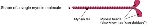 Myosin Muscle Components And Associated Structures Ivyrose Holistic