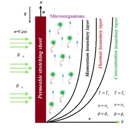 Energy Transition In Bioconvective Darcy Forchheimer Nanofluid Flow A