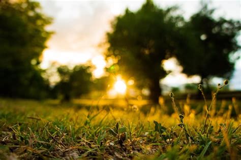 Premium Photo Grass In The Sunshine