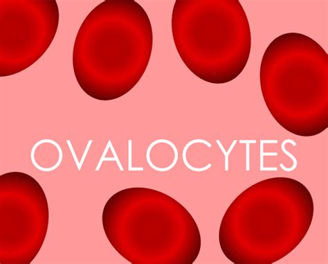 Ovalocytes Medical Laboratory