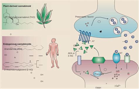 The Powerful Anti Cancer Potential Of Cannabinoids In Palliative Care