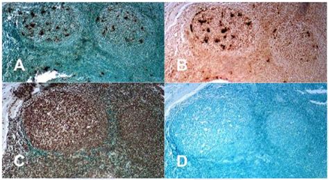Dna Fragmentation Assay Kit Lsbio