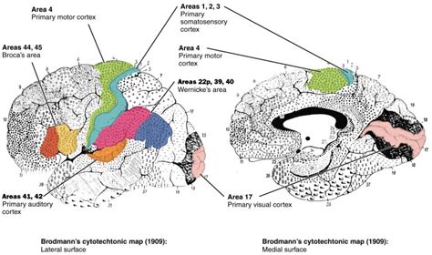 The Gyrencephalic Brain Gyri And Functional Areas Introduction To