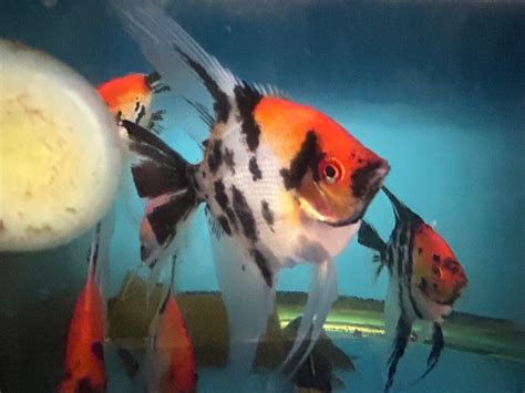 Red Devil Angelfish For Sale Exotic Fish Shop 774 400 4598