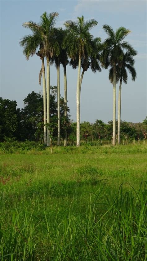 Cuba Palm Trees