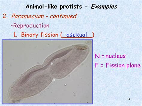 Kingdom Protista Conglomerate Of Organisms Which Do Not Fit Into Other