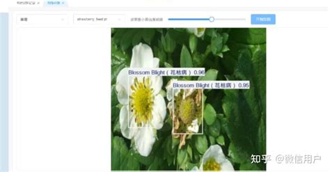 通过训练水稻病害数据集及草莓病害数据集，制作深度学习基于yolov11 pytorch flask springboot vue mysql的