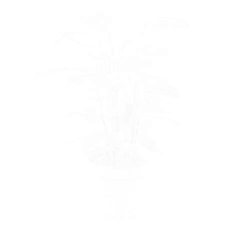 Calathea Argentea Plant Model Poliigon