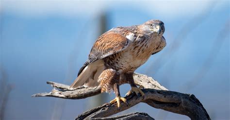 Ferruginous Hawk Animal Facts Buteo Regalis A Z Animals