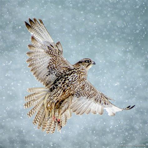 Кречет в полете 46 фото красивые фото и картинки Pofotoclub