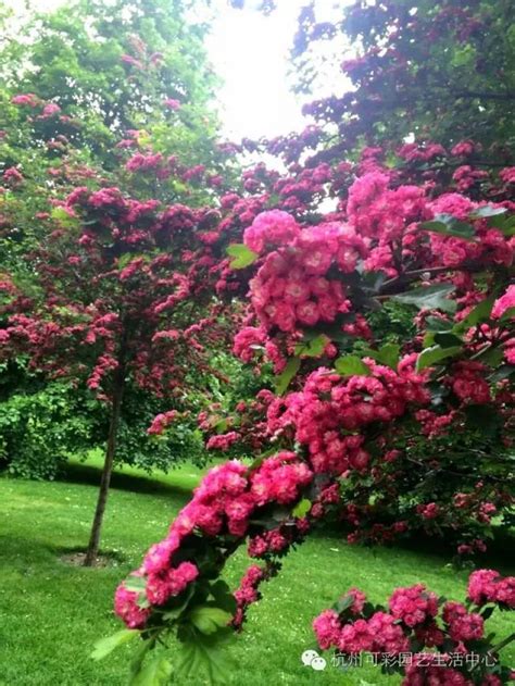 花園列國傳① 雨後初晴的倫敦，彩姐姐「醉美」在街景花園 每日頭條