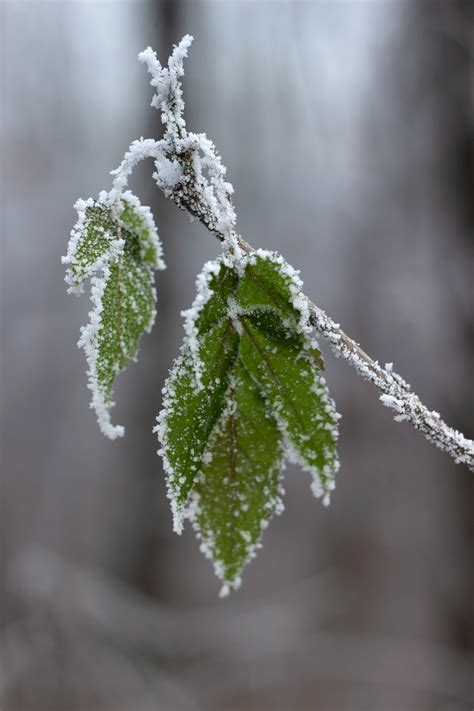 가지 감기 감자칩 겨울 겨울 장면 겨울의 경이로움 계절 계절의 변화 고요한 꽁꽁 언 냉담한 냉동 지점 냉랭한 눈 눈 내리는 디테일 매크로 몹시