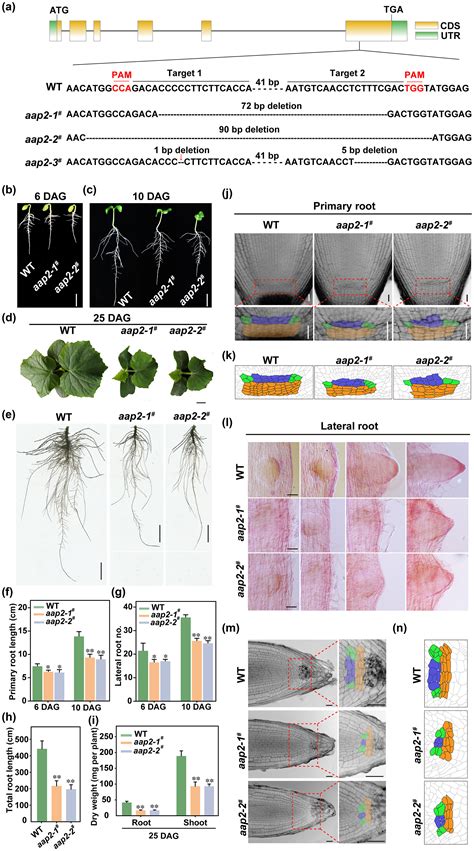 Disruption Of The Amino Acid Transporter Csaap2 Inhibits Auxin‐mediated