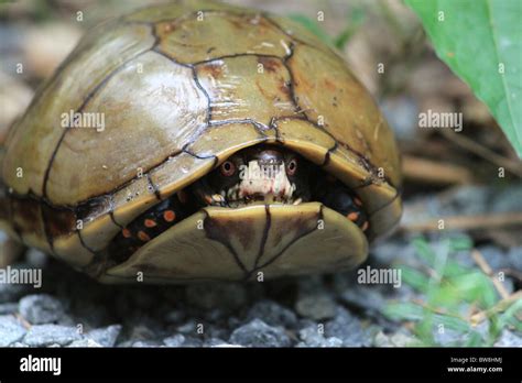 Turtle Shell Hi Res Stock Photography And Images Alamy