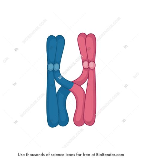 Bivalent Chromosome
