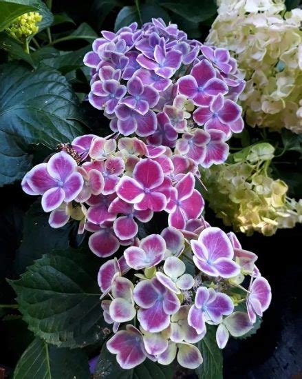 17 Best Types Of Purple Hydrangea Varieties