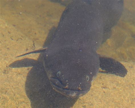 Mahinga Kai Mahika Kai Environment Canterbury