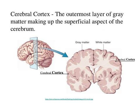 Pictures Of Cerebral Cortex