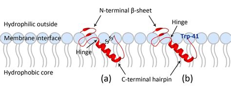 The Structure And Orientation Of Class Iia Bacteriocins In Membrane Download Scientific Diagram