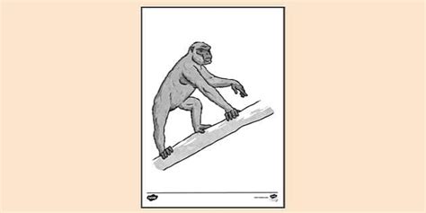Free Ardipithecus Ramidus Colouring Colouring Sheets