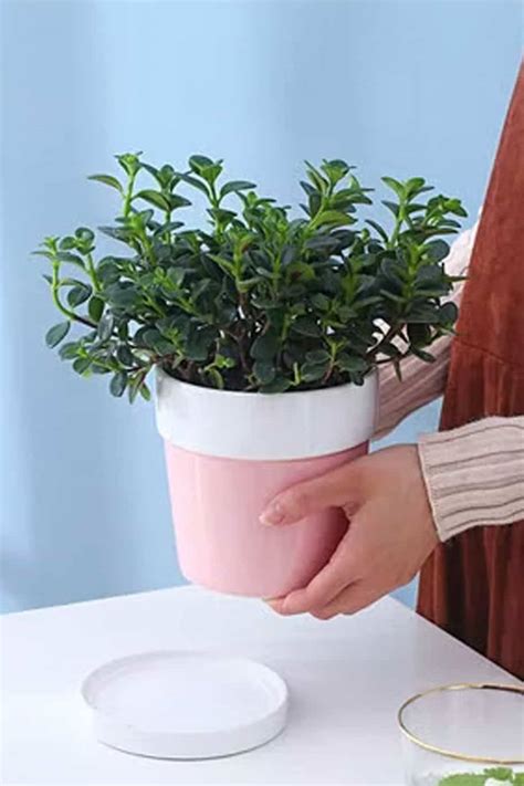 Pinkly Ceramic Pot Elevate Your Plants Plantshop Me Uae