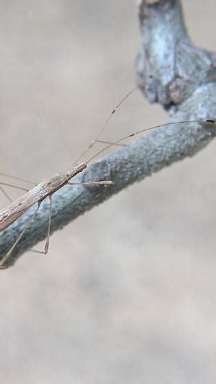 Stilt Bug Bugguide Net