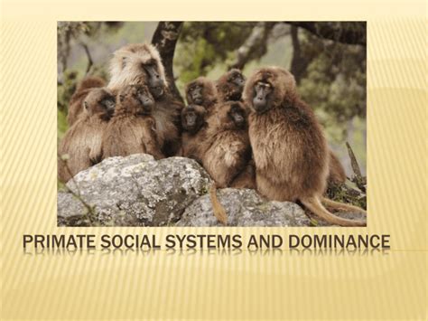 Primate Social Systems And Dominance