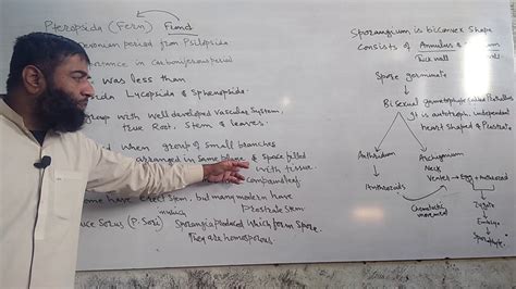 Life Cycle Of Pteropsida Pteropsida Biology 1st Year Biology Youtube