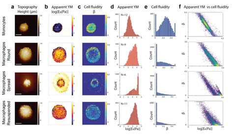Atomic Force Microscopy Topography And Viscoelastic Maps 30x30 µm