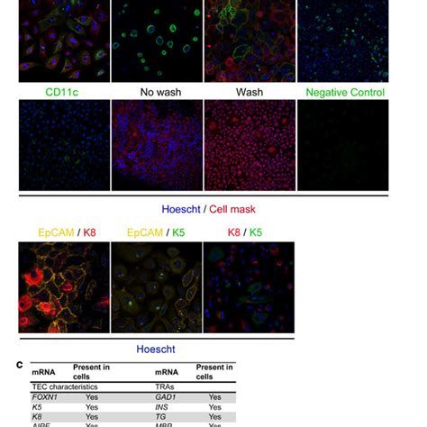 Pdf Human Thymic Epithelial Primary Cells Produce Exosomes Carrying Tissue Restricted Antigens
