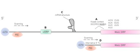 What Is The Difference Between Shine Dalgarno And Kozak Sequence Compare The Difference