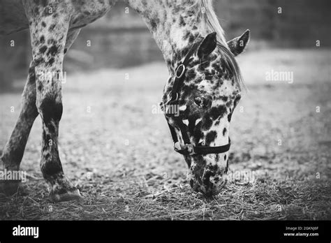 Black white spots -Fotos und -Bildmaterial in hoher Auflösung – Alamy
