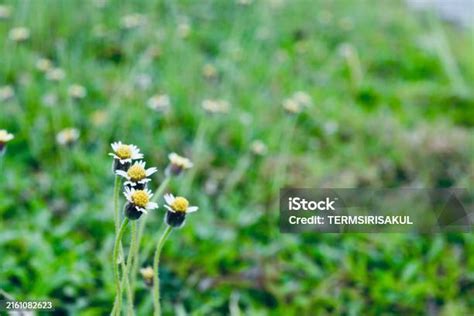 키 큰 푸른 잔디의 클로즈업 사진 이 이미지는 잔디 잎의 미세한 디테일을 포착하여 생생한 녹색과 자연스러운 질감을 강조합니다 0명에 대한 스톡 사진 및 기타 이미지 Istock