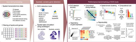Github Pyanglabsvgbench Evaluating Spatially Variable Gene Detection Methods For Spatial
