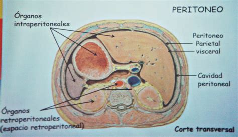 Peritoneo Sistema Digestivo Anatomía Humana General