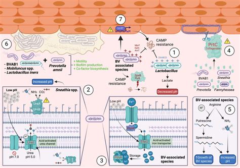 Vaginal Metatranscriptome Meta Analysis Reveals Functional Bv Subgroups