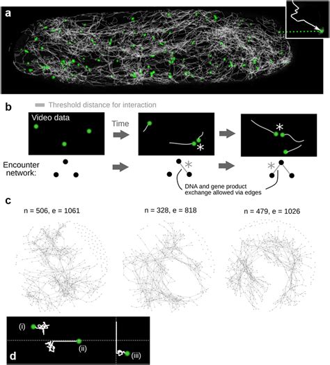 Characterising Mitochondrial Encounter Networks A Confocal Download Scientific Diagram