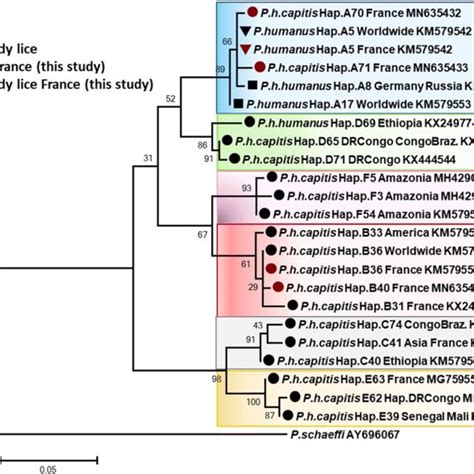 maximum likelihood ml phylogenetic tree showing the relationship of