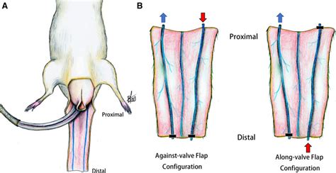 Utilization Of The Rats Tail As A Novel Model For Arterialized Venous