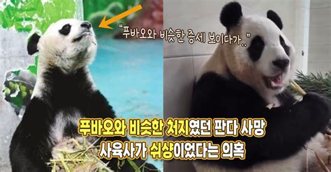 “푸바오와 비슷한 증세 보이다 사망 ” 몇 년 전 판다 사망 사건 사육사가 쉬샹이었다는 의혹 제기됐다 개감동이양